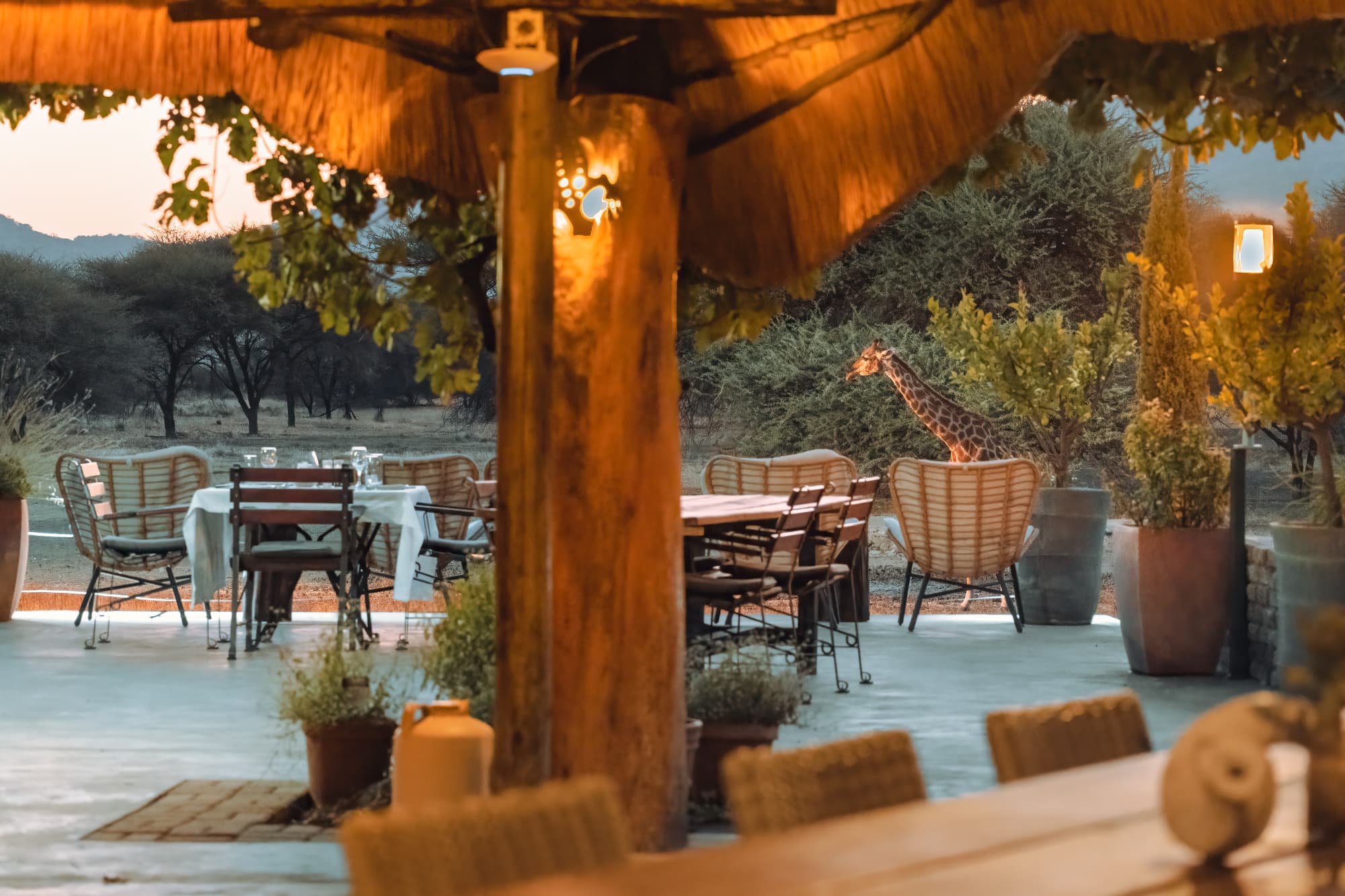 Gabus Safari Lodge Namibia - Accommodation near Otavi